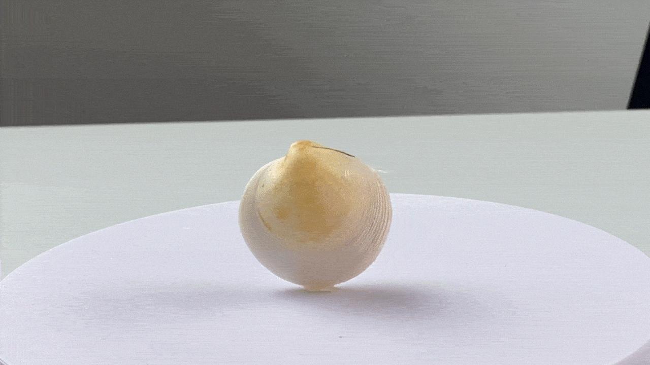 中国海洋生物 第1期 青蛤 Cyclina sinensis - 知乎