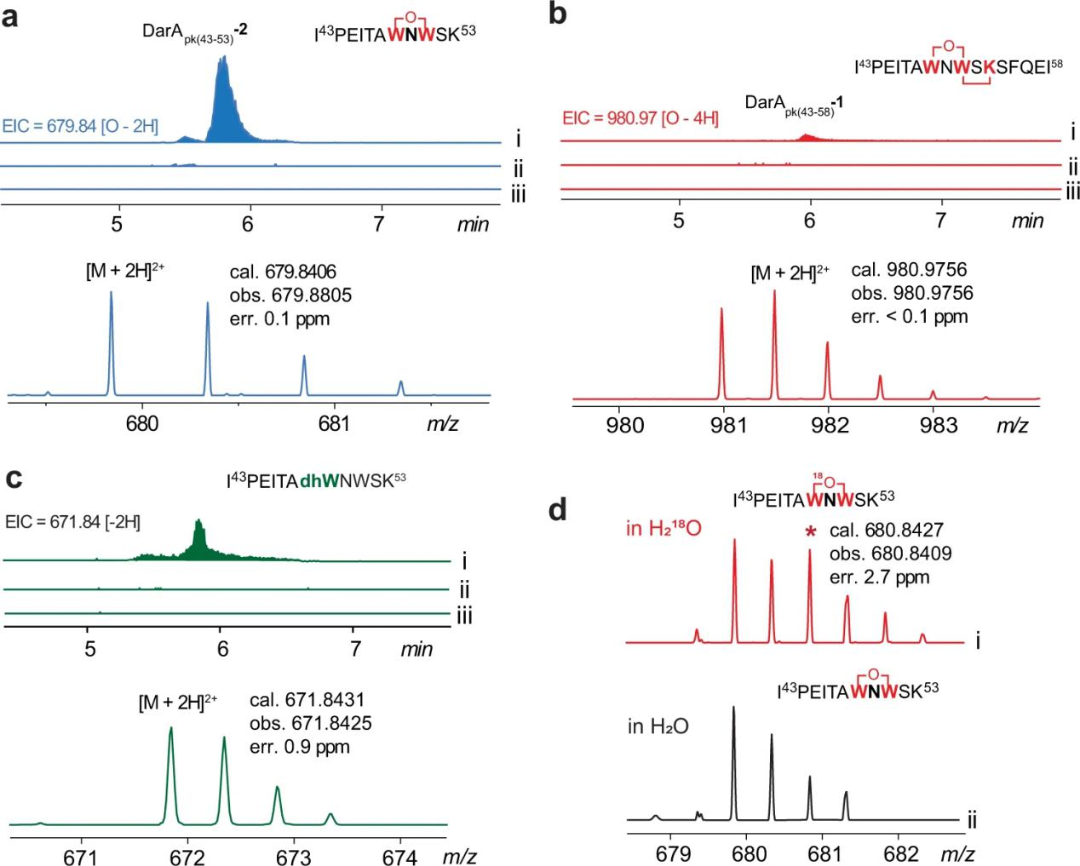 Nat Commun︱丁伟/张琪团队合作揭示超级抗生素darobactin的生物合成机制 - 知乎