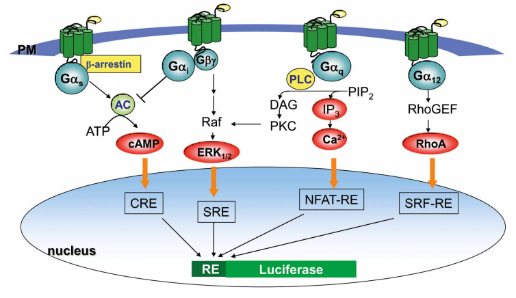 干货分享 | 生物活性检测系列一：报告基因法 - 知乎