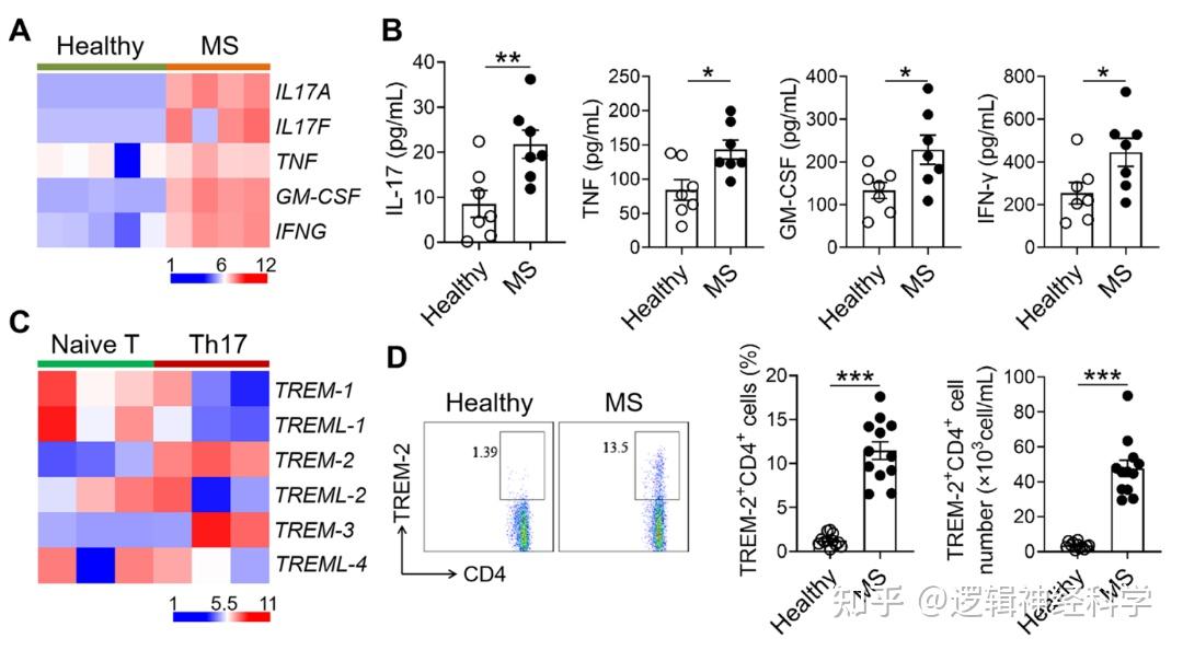 Neurosci Bull︱中大五院黄曦团队揭示TREM-2对多发性硬化中致病性Th17细胞的分化和因子分泌功能的调控。 - 知乎