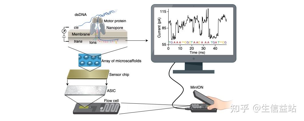 Nanopore专题5| 纳米孔测序技术、生物信息学及应用 - 知乎
