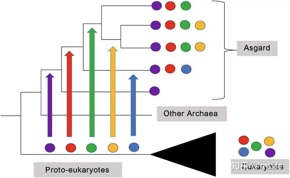 mLife编委推介 | 探索地球生命进化的奥秘：Asgard古菌与真核生物扑朔迷离的关系 - 知乎