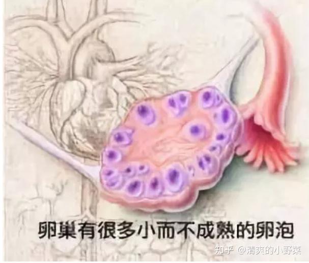 卵泡发育不良的原因及应对策略 知乎