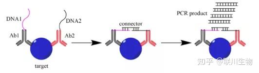 PEA原理的前世今生 | Olink蛋白质组学 - 知乎