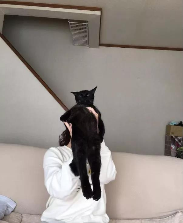 别人家的猫都是水做的,而我家猫是水泥做的! 知乎