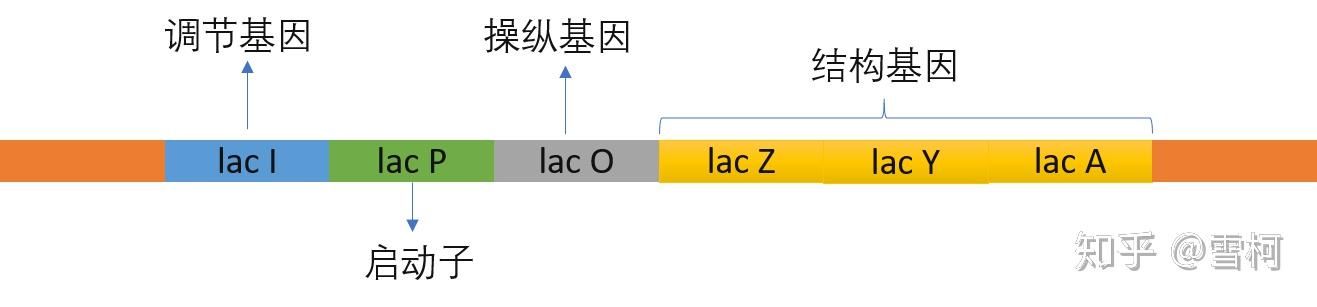 请解释乳糖操纵子的作用机理？ 知乎