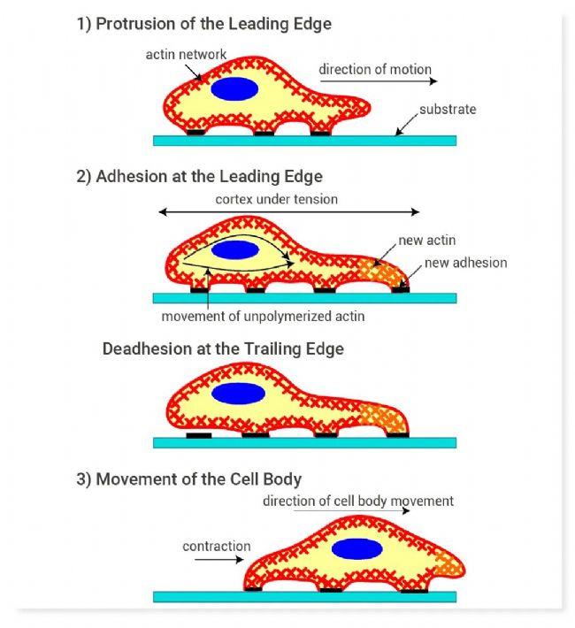 细胞迁移 VS 侵袭大不同！想要划痕和 Transwell 实验的实操？包会的！ | MedChemExpress (MCE) - 知乎