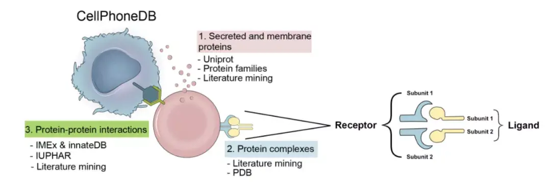 实用指南丨CellPhoneDB 细胞互作分析是什么？怎么看？如何用？ - 知乎