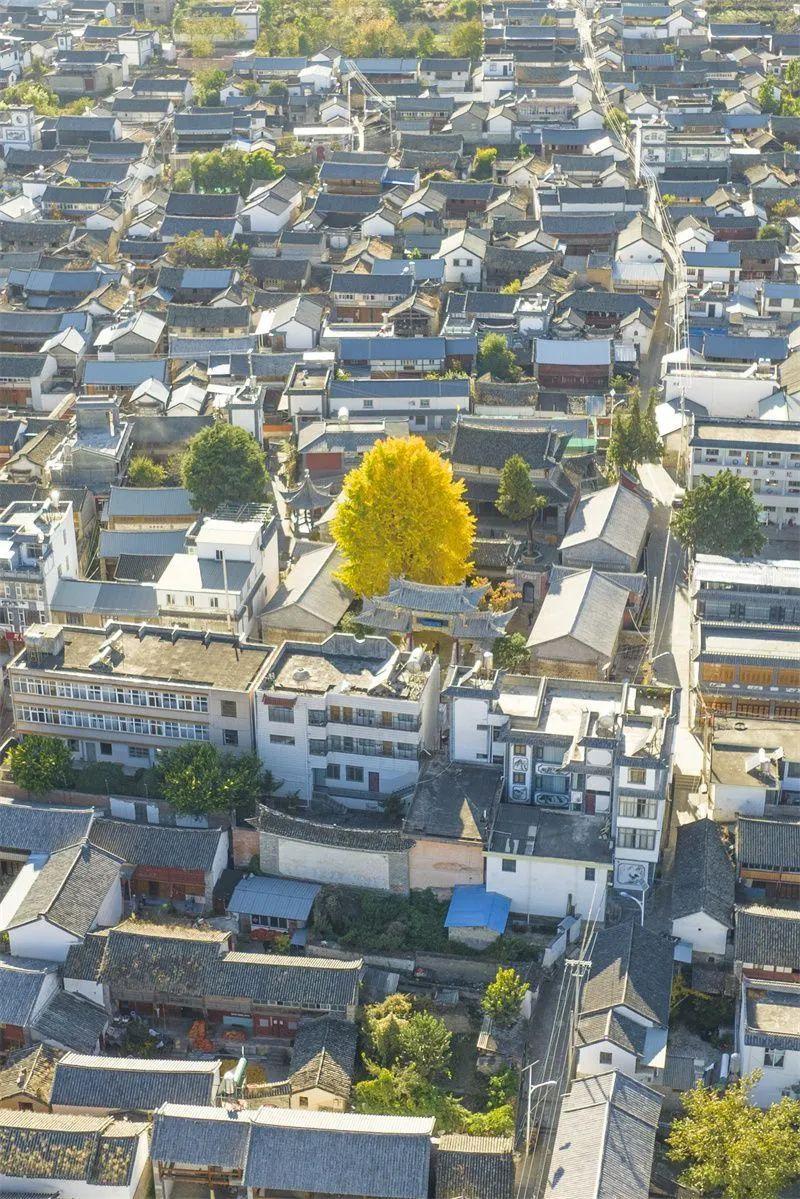 凤翔书院｜穿过百年岁月，再度满树金黄 - 知乎