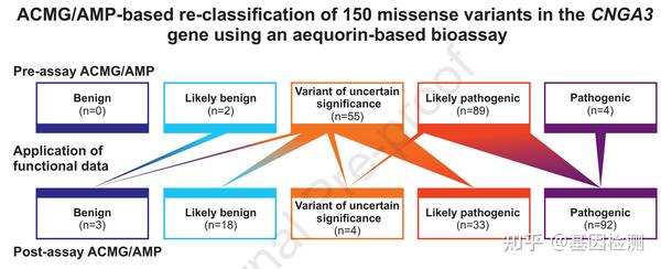 功能评估允许基于ACMG/AMP对与色盲相关的CNGA3变异重新分类 - 知乎