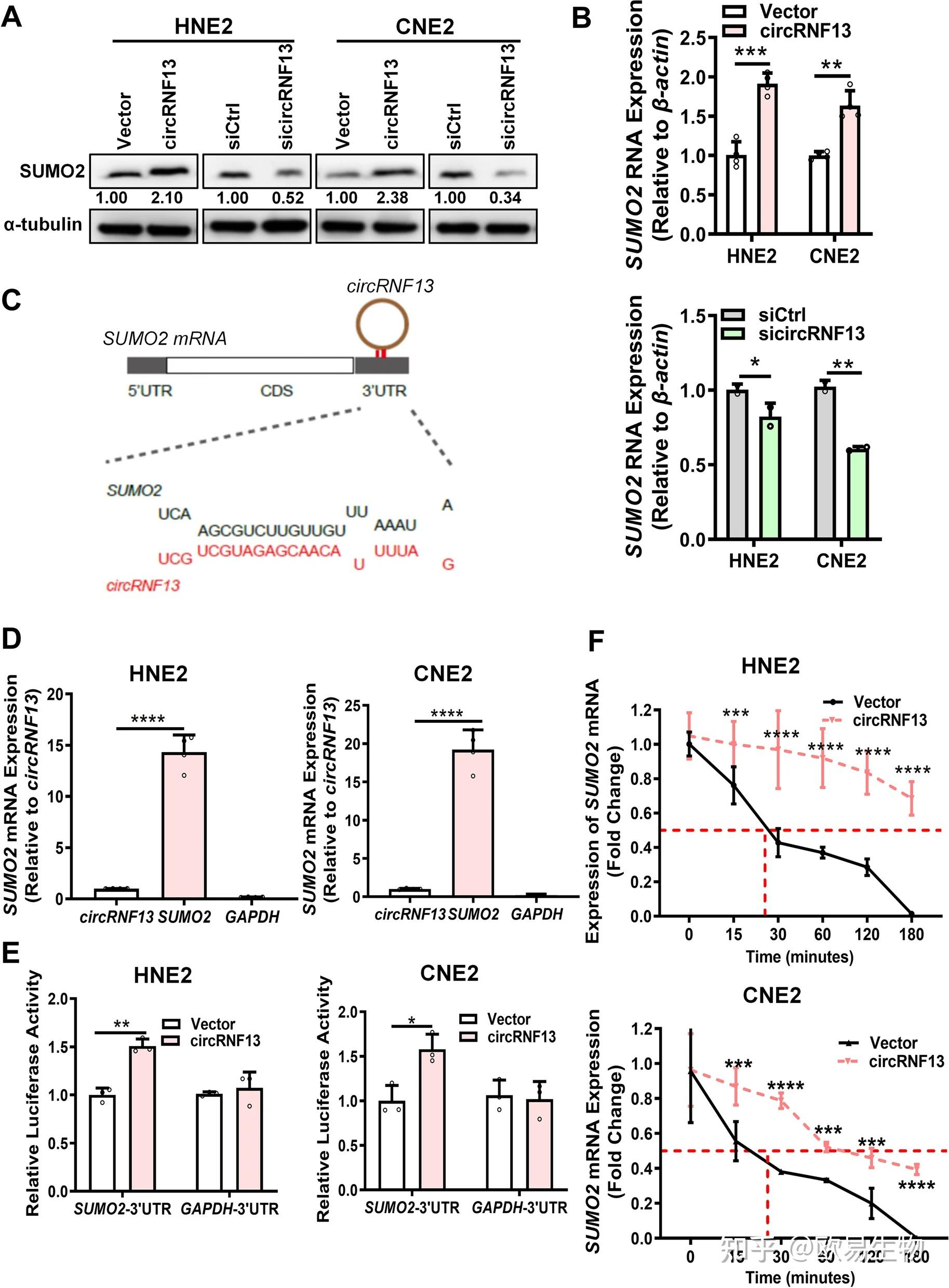 Mol Cancer：中南大学发现鼻咽癌细胞增殖和转移circRNA作用机制 - 知乎