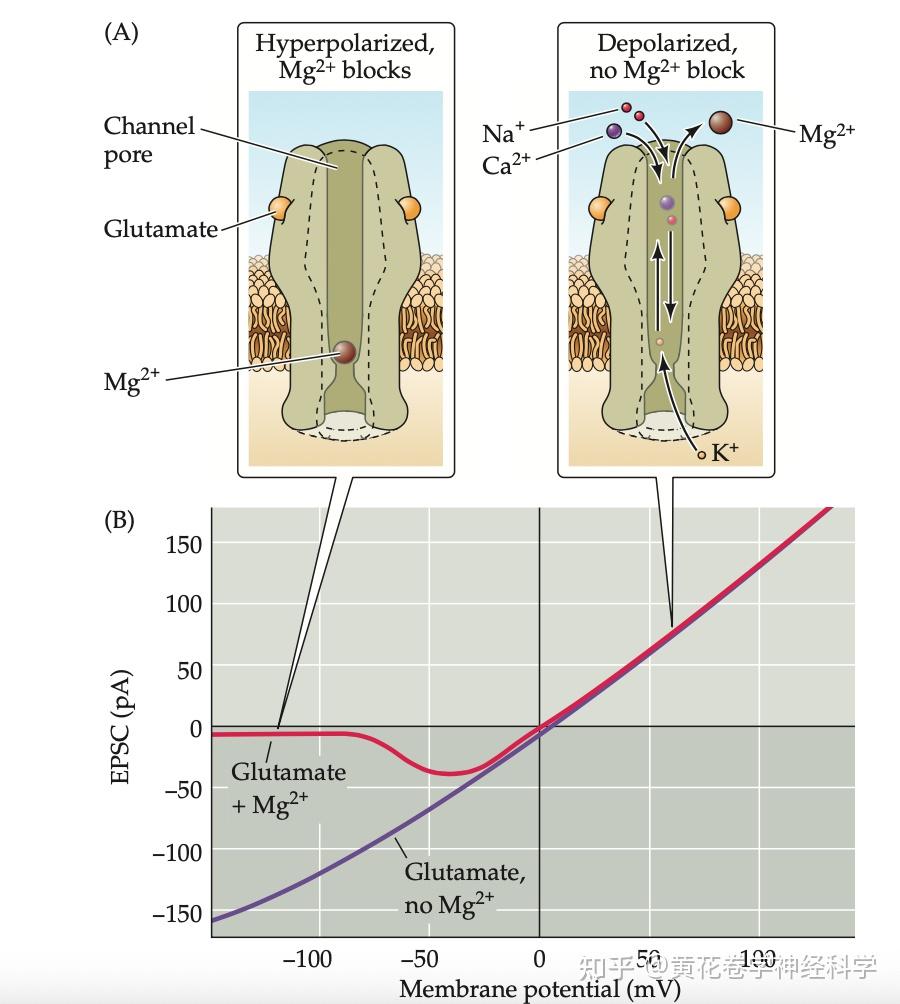 神经递质及其受体：神经元发挥作用的“子弹“ - 知乎