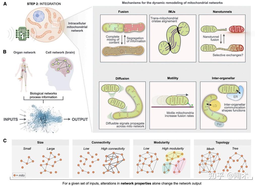 快速了解线粒体信号转导?【TargetMol】 - 知乎