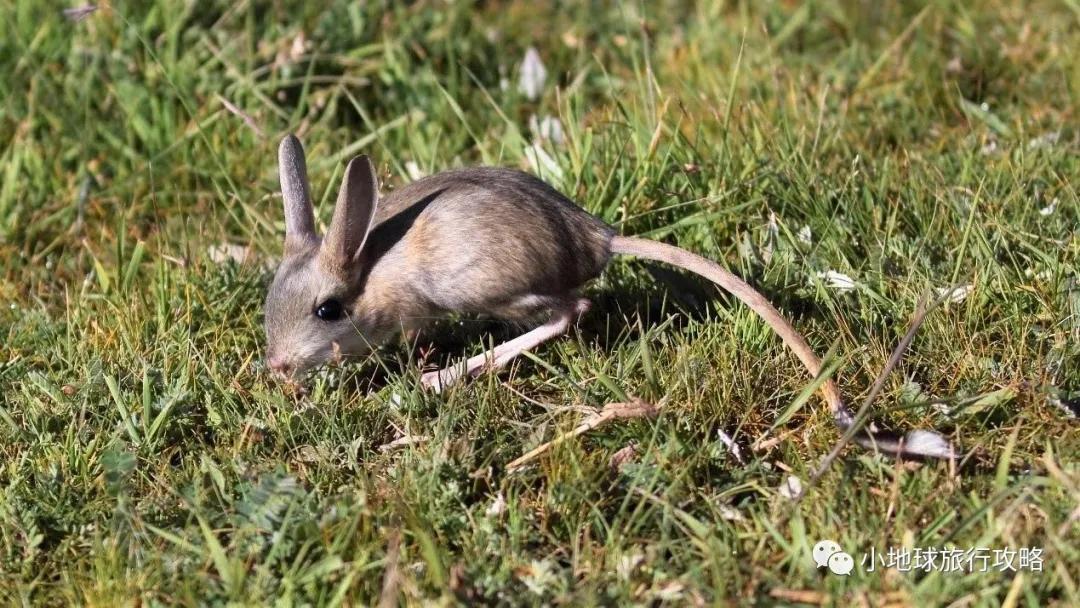 五趾跳鼠 | 三江源国家公园野生动物百科（小地球旅行原创） - 知乎