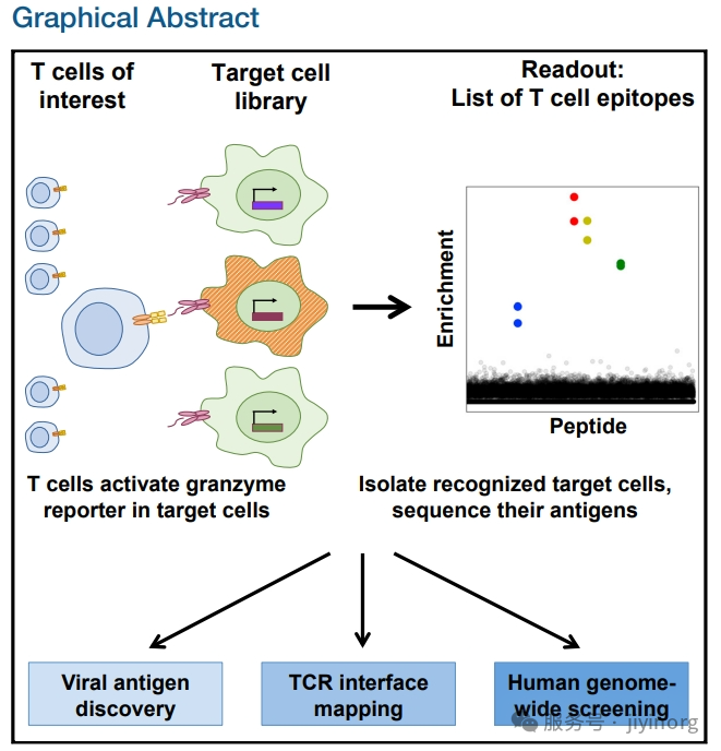 ‌TScan：一种全基因组、高通量的T细胞受体筛选技术 - 知乎