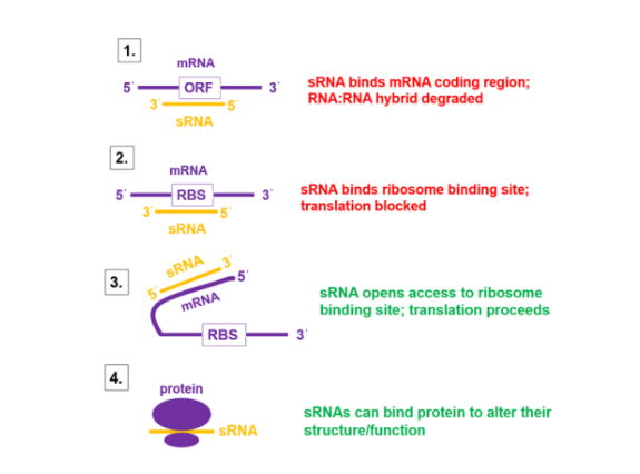 snRNA和snoRNA - 知乎