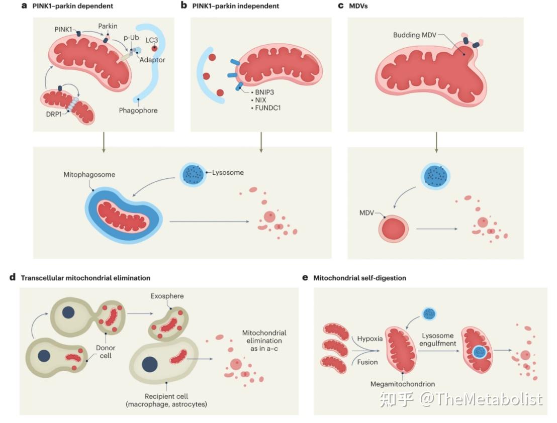 Nature：表里不一的线粒体 - 知乎