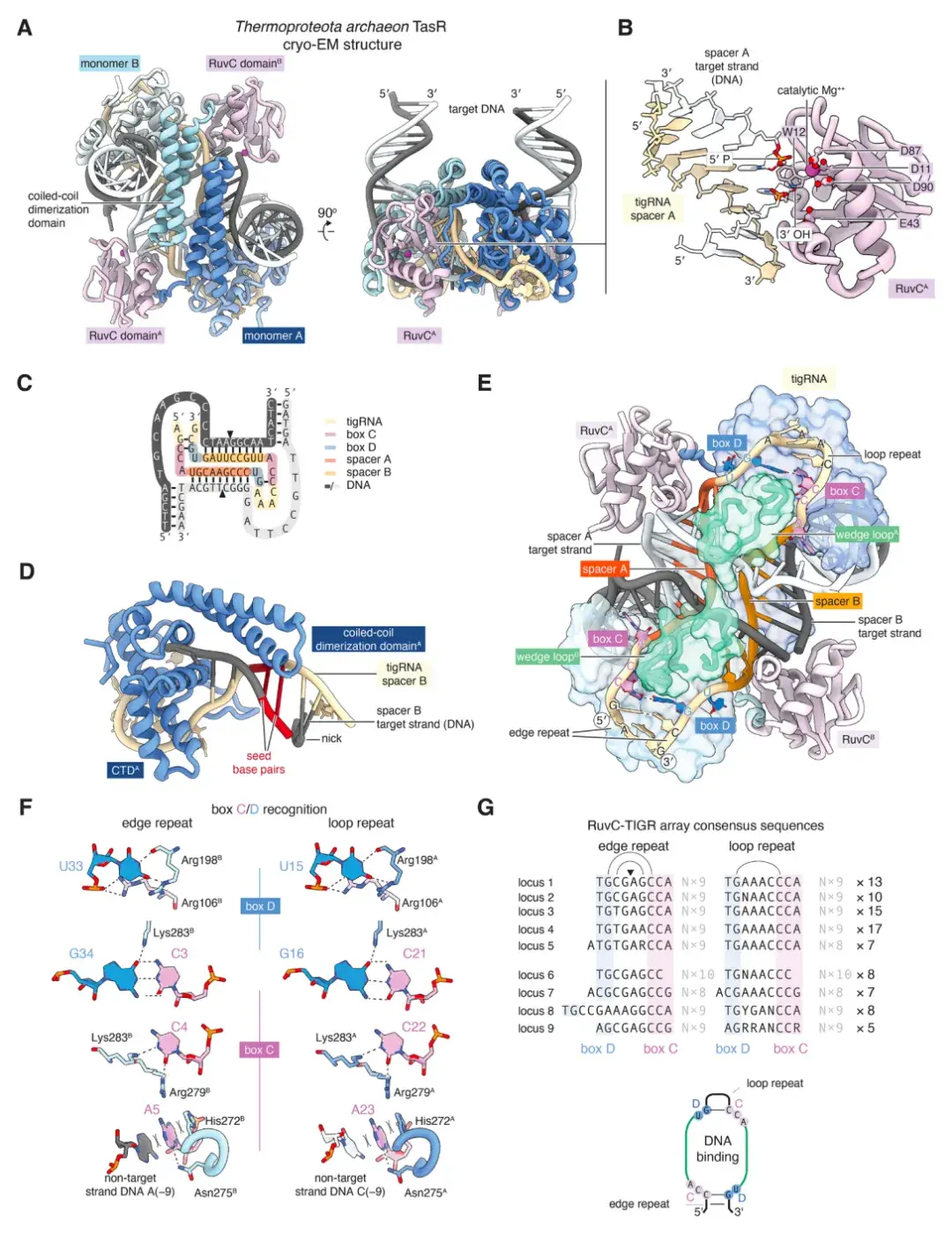 Science重磅：张锋发现全新基因编辑系统——TIGR-Tas，让基因编辑疗法更简单！ - 知乎