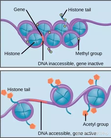A-level生物 | epigenetics 表观遗传学的一二三四件小事！ - 知乎