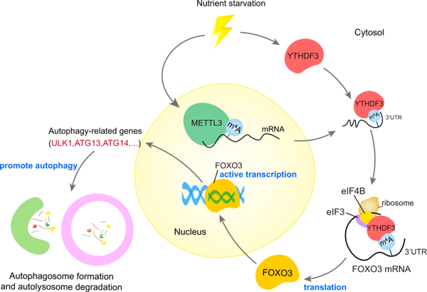Nat Commun︱肖东/孙妍课题组合作揭秘RNA表观遗传修饰调控自噬的新机制 - 知乎