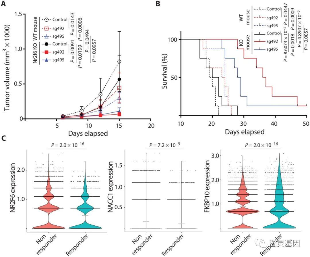 Sci Adv | 黑色素瘤固有NR2F6活性调节抗肿瘤免疫 - 知乎