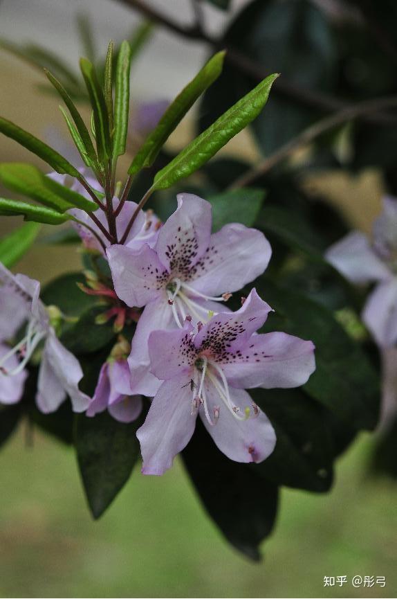 史上最全杜鹃花科普 - 知乎