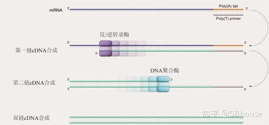 保姆级别qRT-PCR从理论知识（ Ct， Ct，2^- Ct）到实践操作 - 知乎
