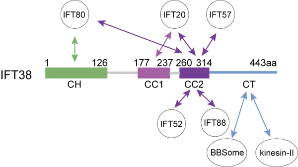 iScience︱清华大学潘俊敏课题组揭示IFT-B复合体的组装和稳定的新机制及其在BBSome运输中的新功能 - 知乎