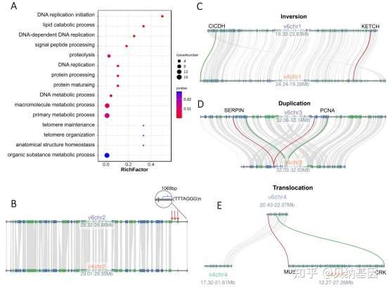 T2T基因组项目文章 | 园艺顶刊HR发表草莓属首个T2T基因组揭示草莓基因组进化和栽培八倍体草莓起源 - 知乎