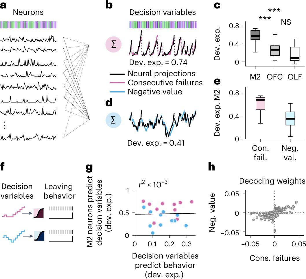 Nat Neurosci：最新研究进一步揭秘大脑在觅食过程中的决策变量 - 知乎