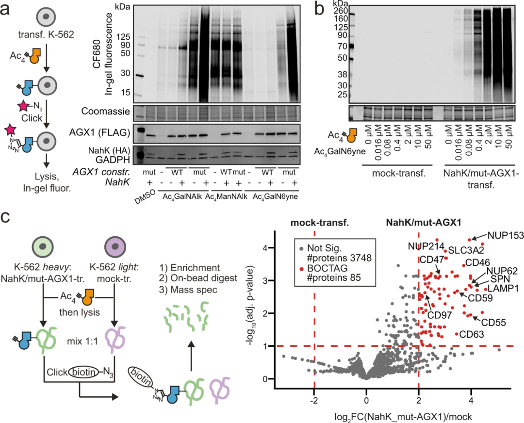Nat Comm | 糖蛋白的细胞特异性正交生物标记追踪疾病特异蛋白 - 知乎