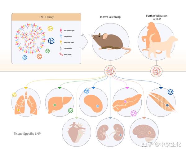 平衡抗癌效果和安全性：星锐医药开发肺靶向的mRNA-LNP疗法，开辟肺癌治疗新思路 - 知乎