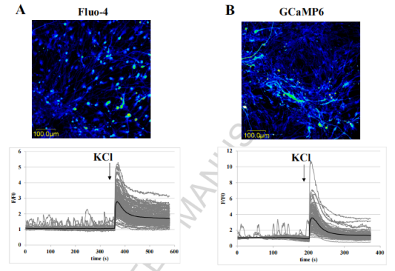 基因修饰神经干细胞 - 知乎