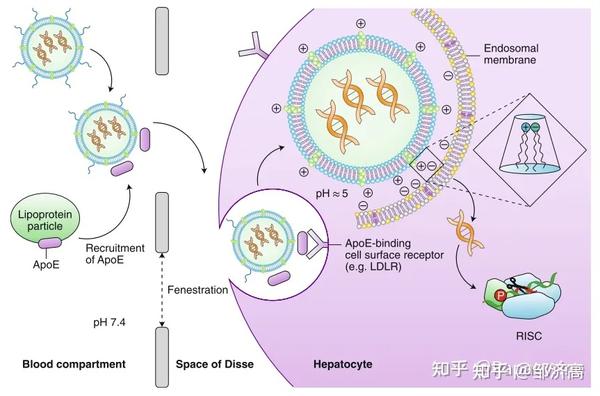 脂质体介绍之十一：Onpattro(patisiran脂质体） - 知乎