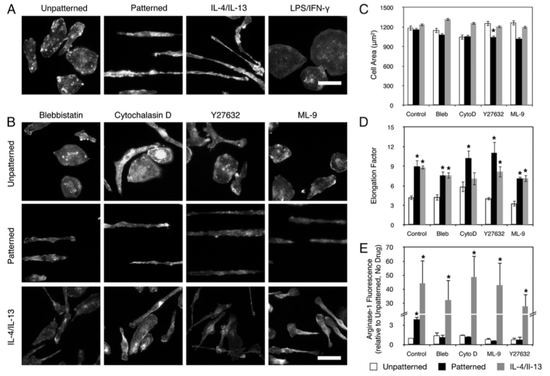 PNAS丨M1-M2巨噬细胞形态学对比 - 知乎