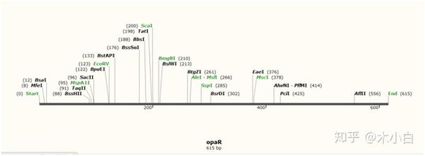 如何使用SnapGene viewer 设计蛋白表达载体PET-32a的引物 - 知乎