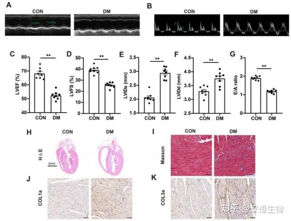 【心血管干货篇】AAV在心血管疾病研究中的靶向策略 - 知乎