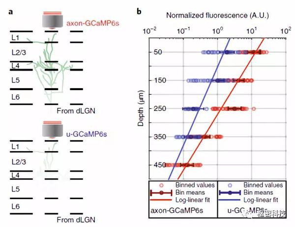 Axon-GCaMP6轴突钙成像 ——让轴突无所遁形 - 知乎