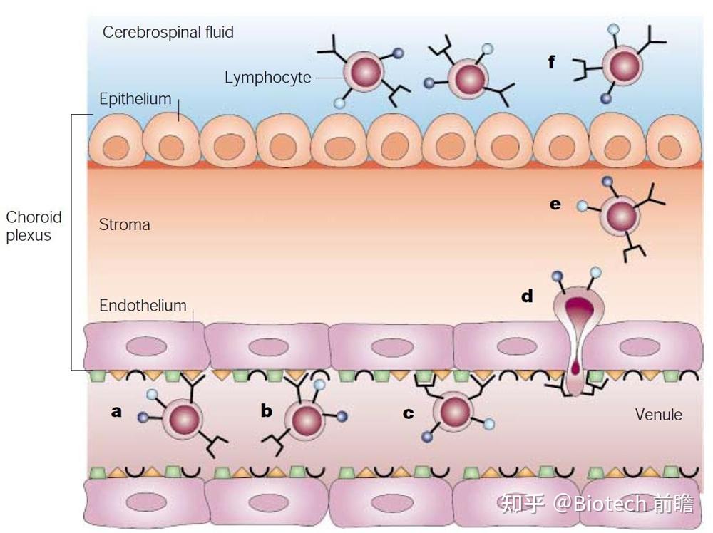 颅内肿瘤的免疫循环——ICIs及CAR-T治疗脑转移的基础 - 知乎