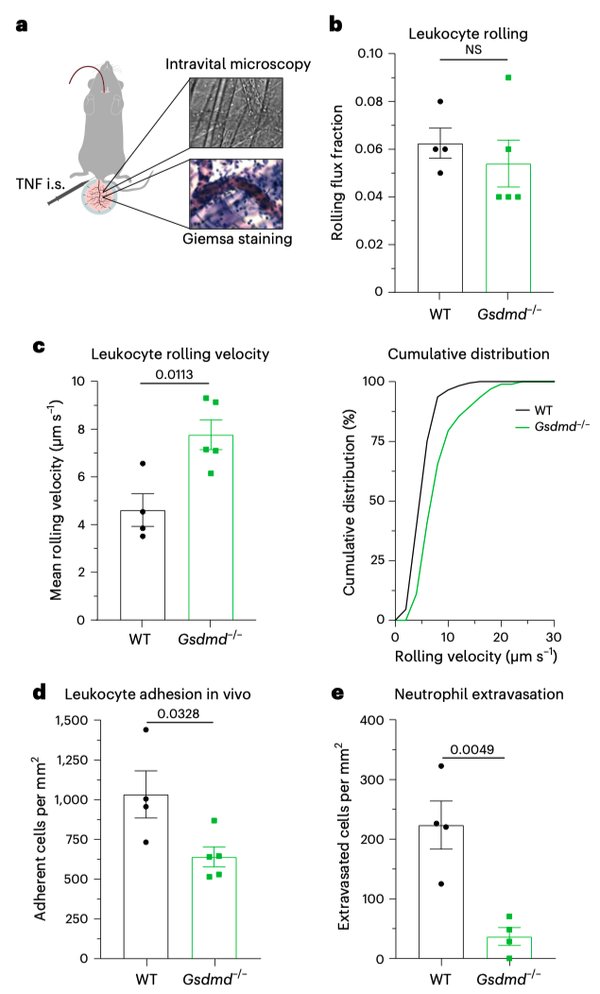 Nature Immunology丨GSDMD 孔的形成调节中性粒细胞中 S100A8/S100A9 的释放 - 知乎