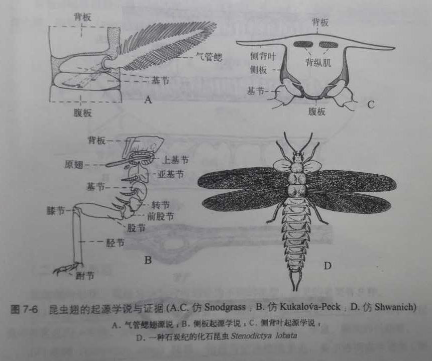 为何多数飞行生物只有一对或两对翅膀？ 知乎