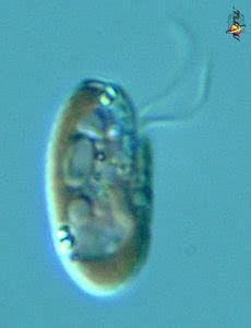 【古菌域全系列14】隐藻界Cryptista：隐于世间而影响世界 - 知乎