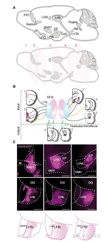 Neuron丨情绪和动机的控制中心：外侧缰核 - 知乎