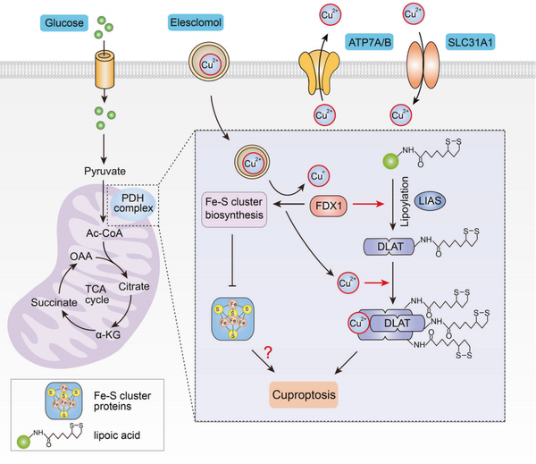 细胞花式死亡方式简介 - 知乎