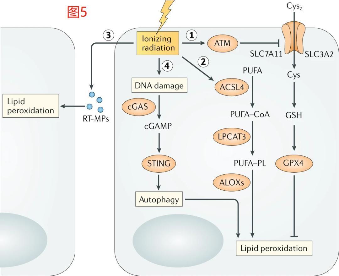 ptgs2是铁死亡的指标，这是为什么？在哪篇文献说明它是铁死亡的指标？ - 知乎