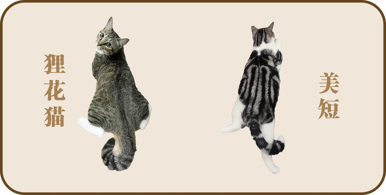 狸花猫科普|国产的灭鼠大队队长 - 知乎