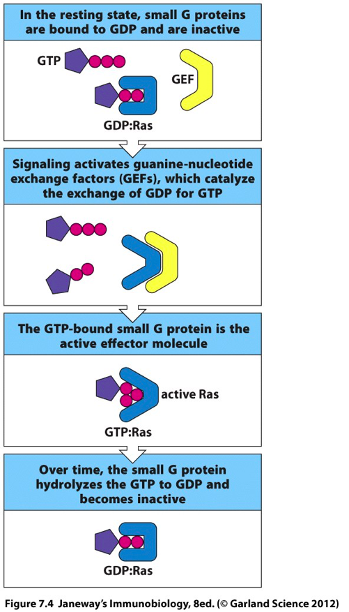 【科普】关于Ras通路 - 知乎