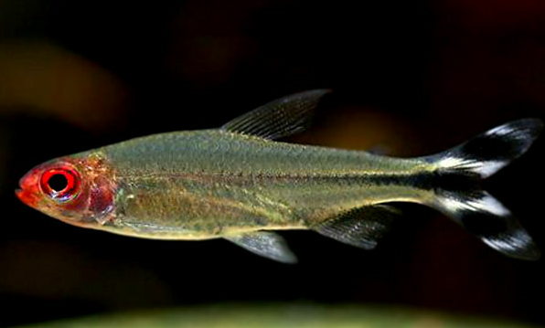 小型观赏鱼：红眼剪刀鱼 - 知乎