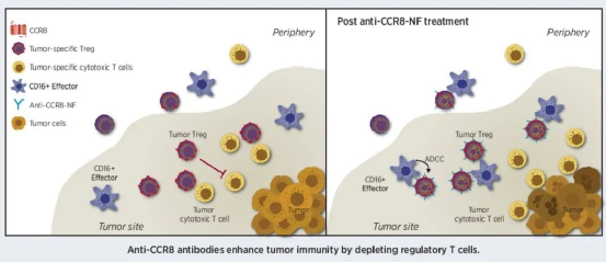 新兴免疫靶点CCR8图鉴 - 知乎