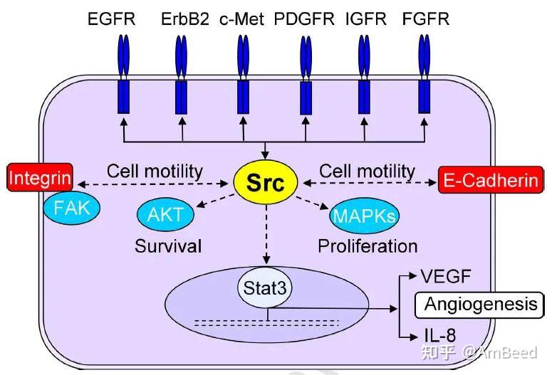 【AmBeed解析】Src：细胞命运的指引者 - 知乎